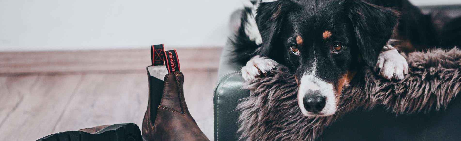 All-Season | Dog People | Suedwind Footwear ® - Award 🥇 Winning ...